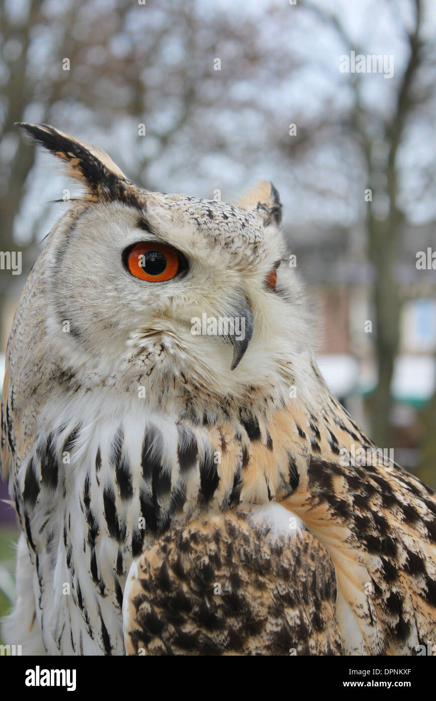Eagle owl feathers hi-res stock photography and images - Alamy