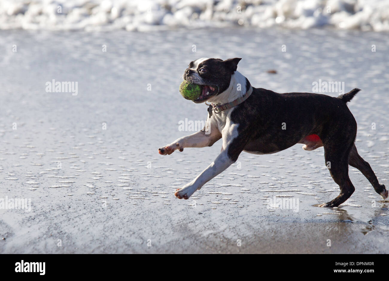 Boston terrier ball hi-res stock photography and images - Alamy