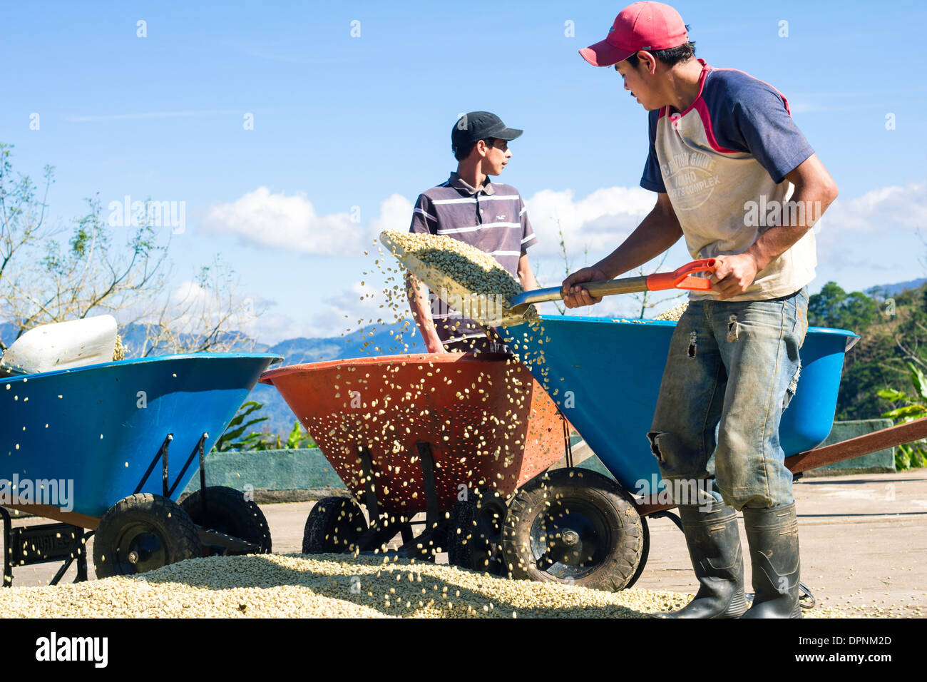 Workers load up sun dried green coffee beans for transport Stock Photo ...