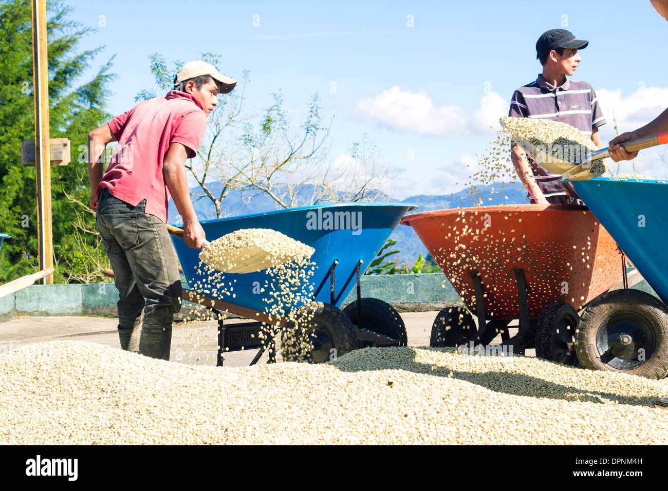 Coffee farm transportation hi-res stock photography and images - Alamy