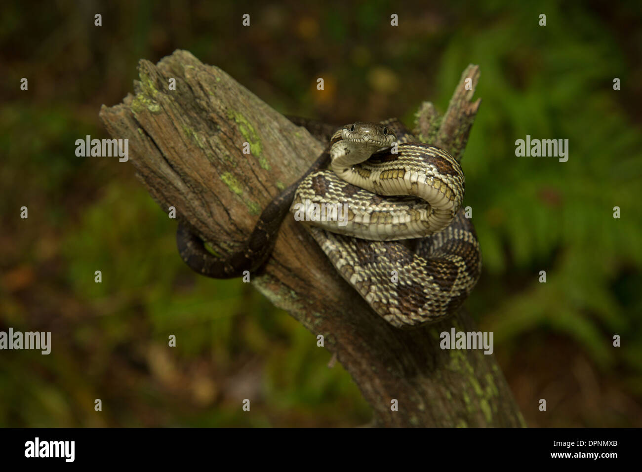 Black rat snake, Elaphe obsoletus, (Panteropsis obsoletus), juvenile ...