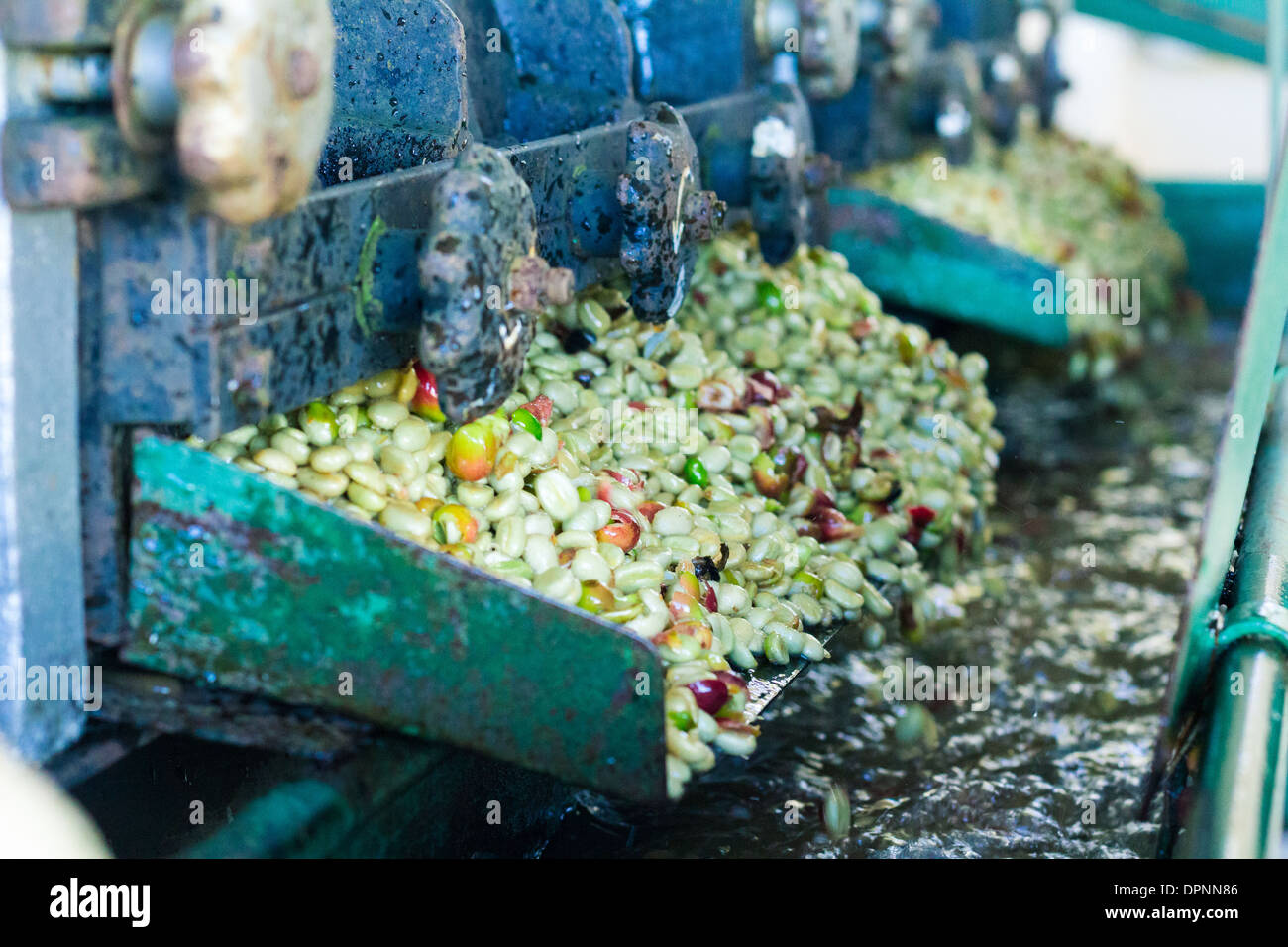 Machinery washes and removes pulp from coffee cherries in wet ...