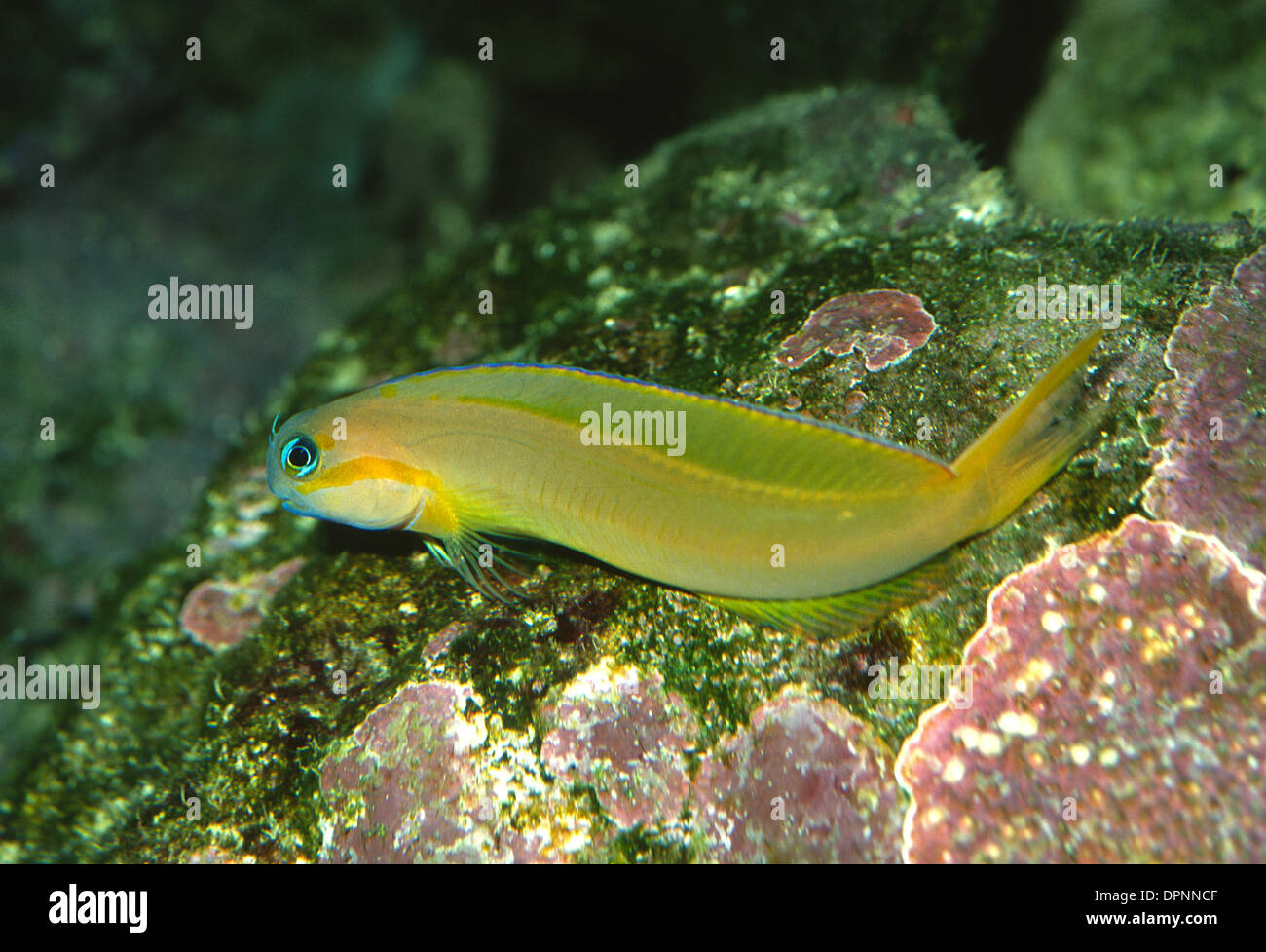 Midas Blenny (Ecsenius midas), Blenniidae, Indo-Pacific Ocean Stock ...