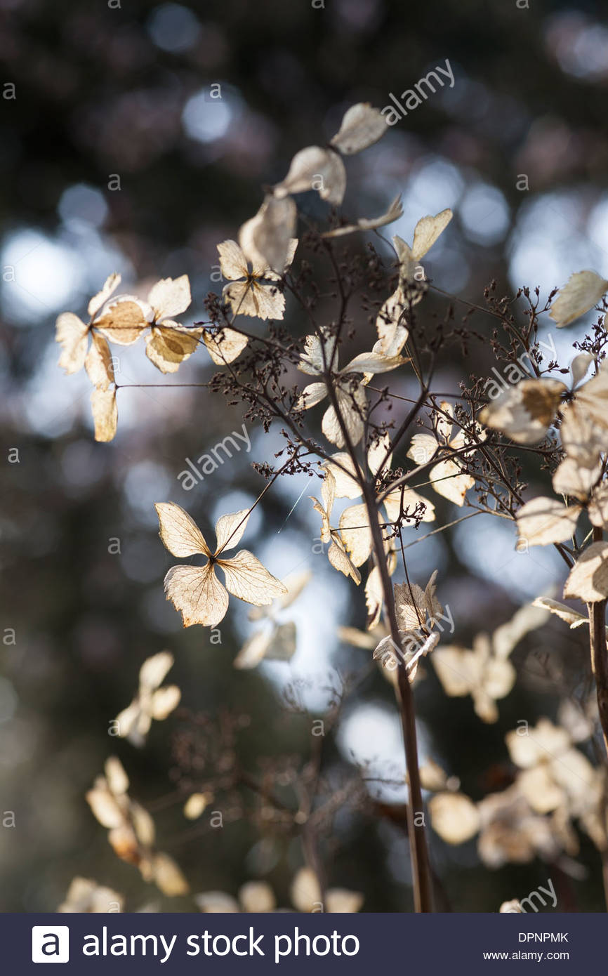 Hydrangea Aspera Stock Photos & Hydrangea Aspera Stock Images - Alamy