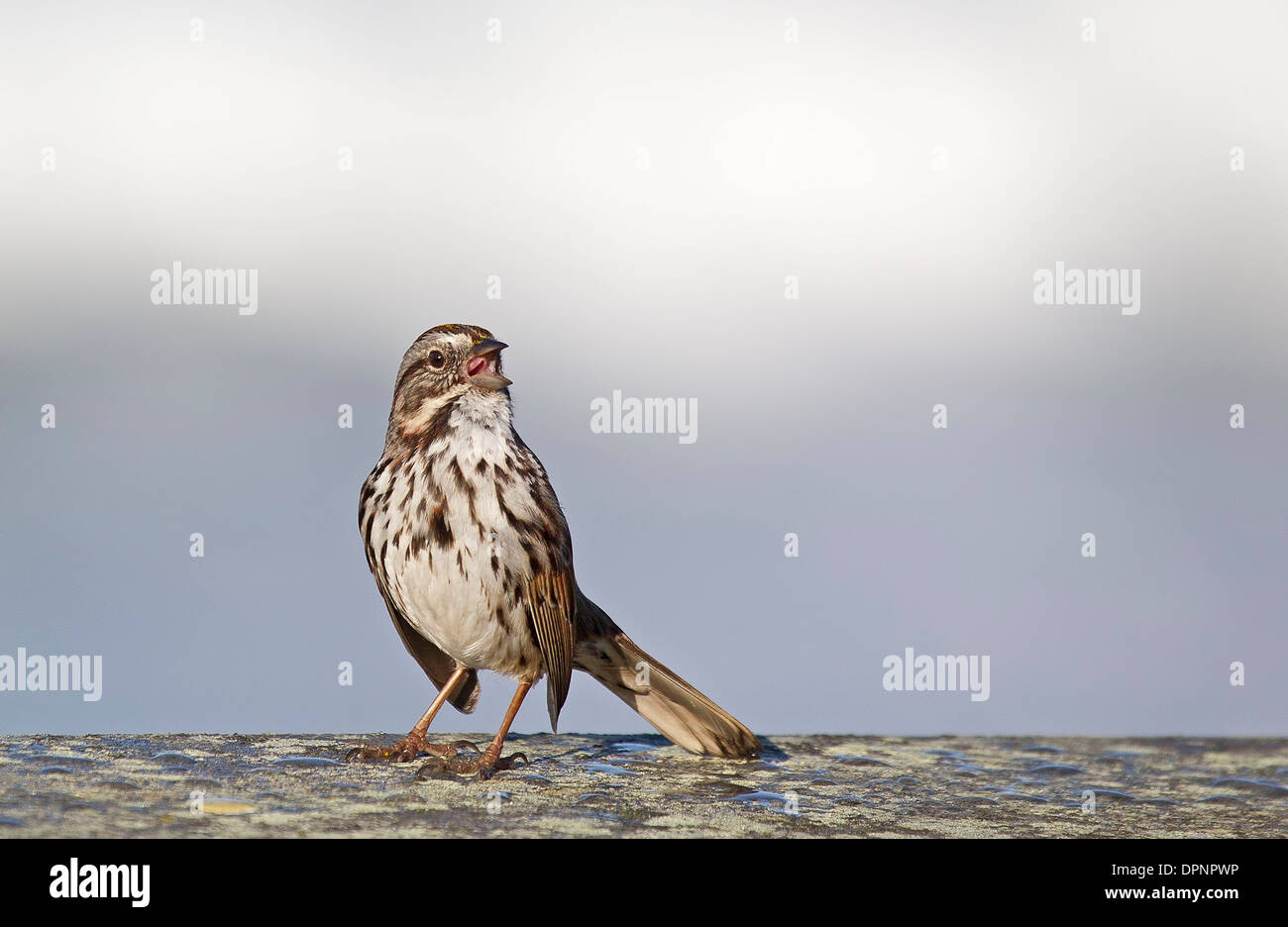 Song Sparrow Singing Stock Photo - Alamy