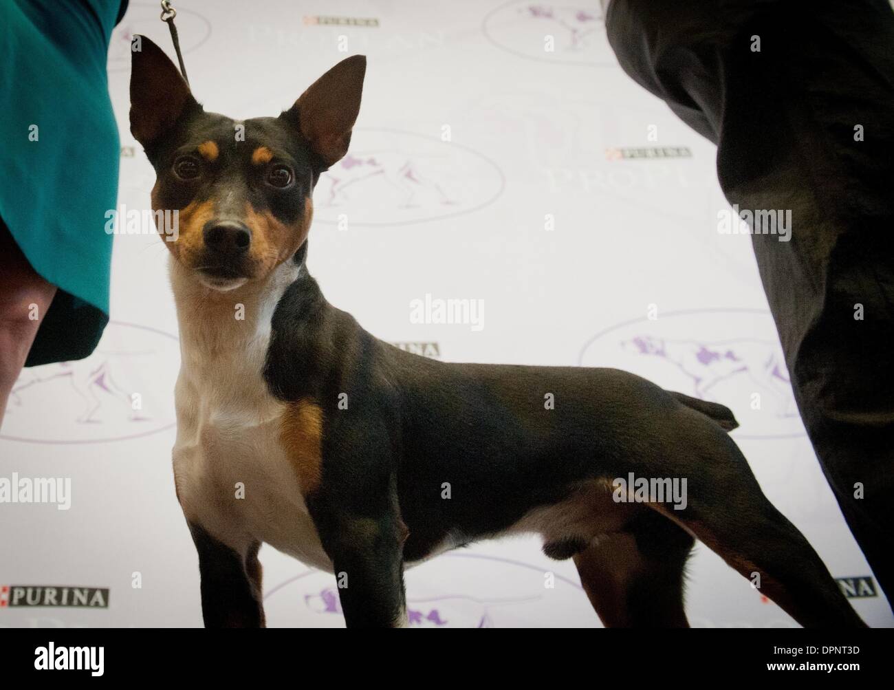 Manhattan, New York, USA. 15th Jan, 2014. Noah, a rat terrier looks on ...