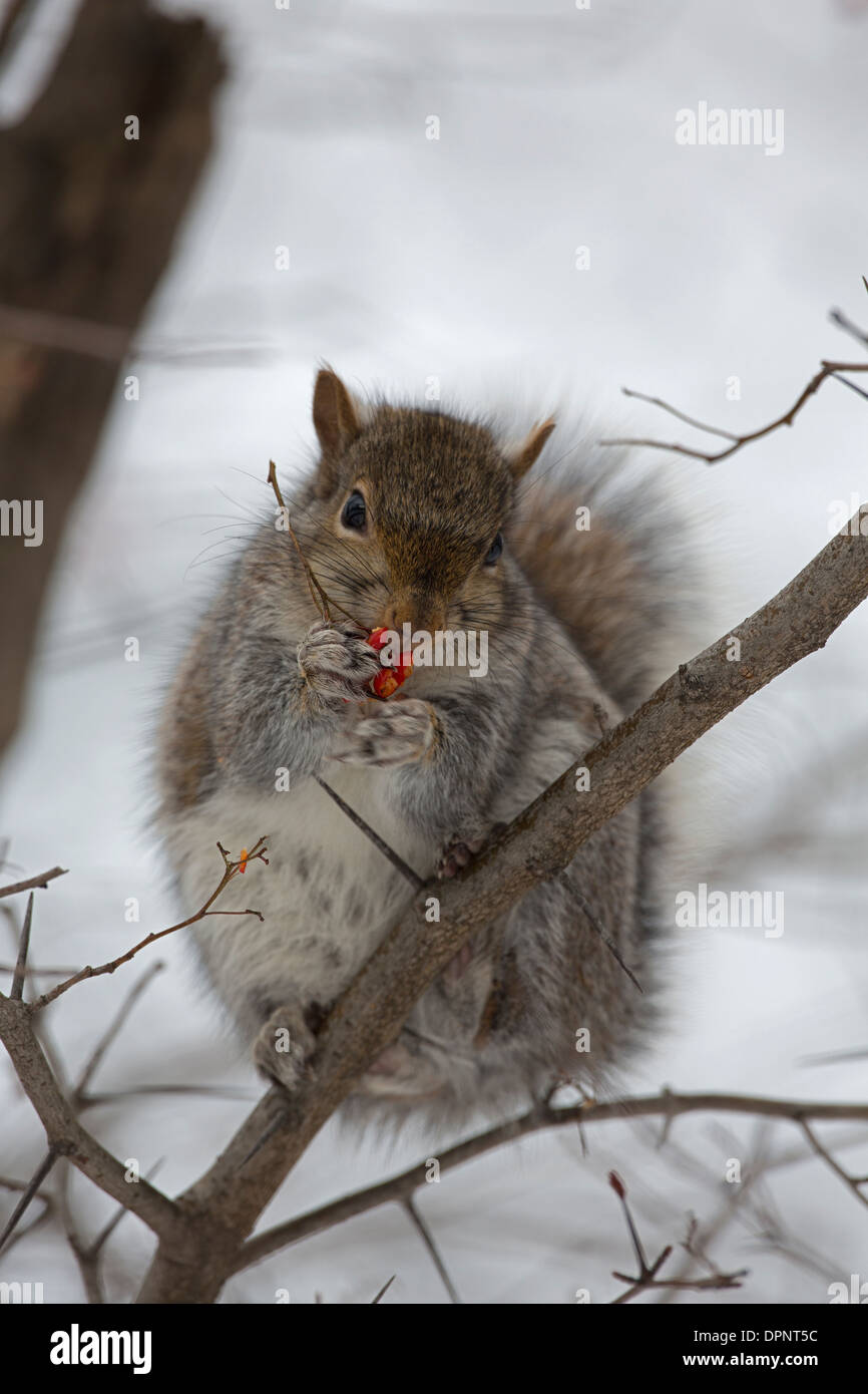Eastern Gray squirrel, Sciurus carolinensis, New York Stock Photo - Alamy
