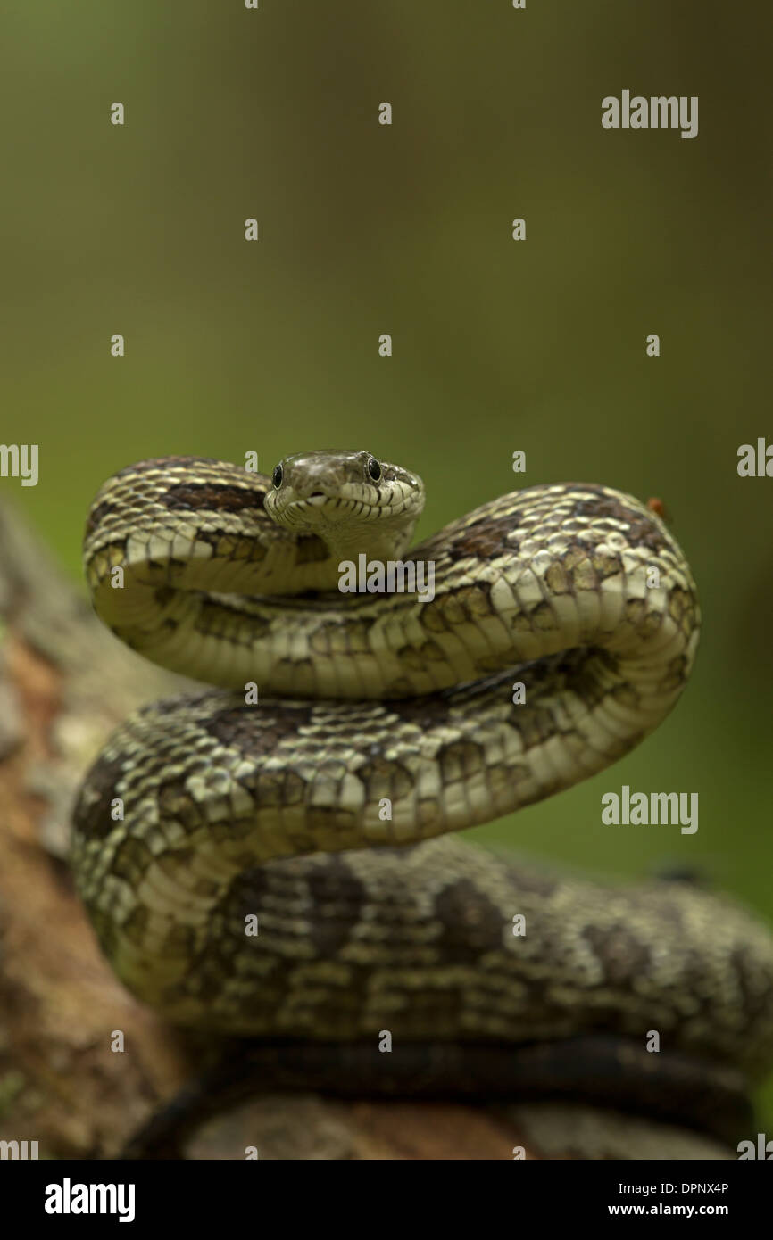 Black rat snake, Elaphe obsoletus, (Panteropsis obsoletus), juvenile ...