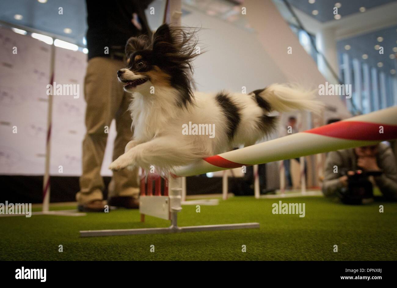 Manhattan, New York, USA. 15th Jan, 2014. Fame, a papillon, on the ...