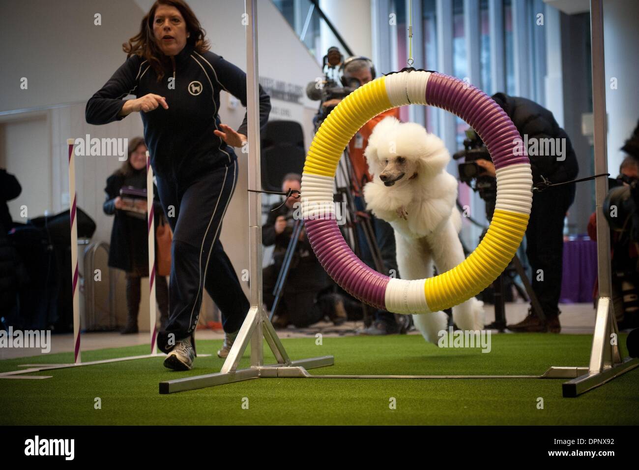 Standard Poodle Agility High Resolution Stock Photography and Images ...