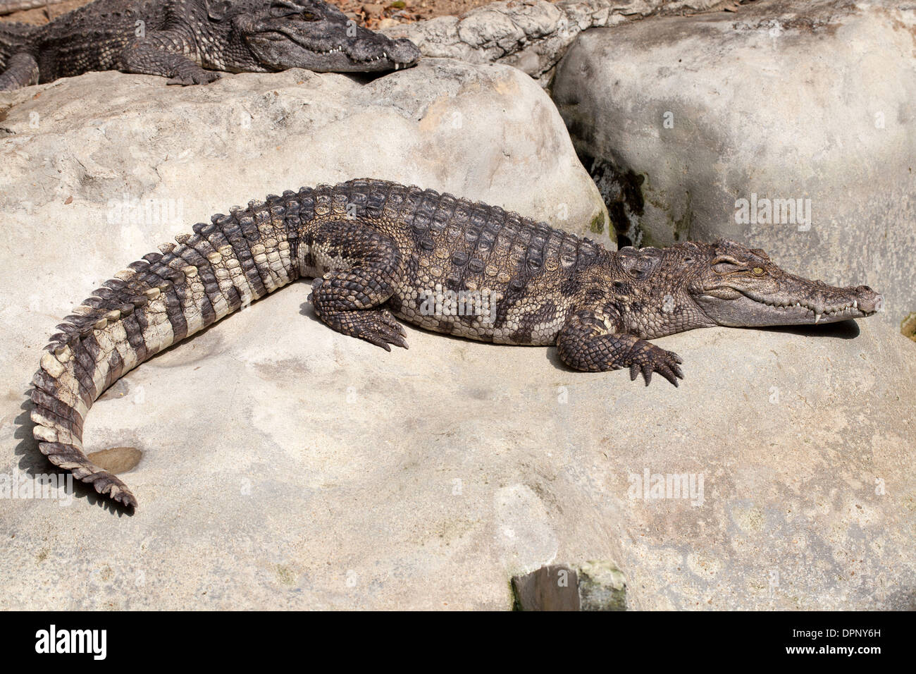 Crocodile Dusit Zoo Bangkok Stock Photo - Alamy