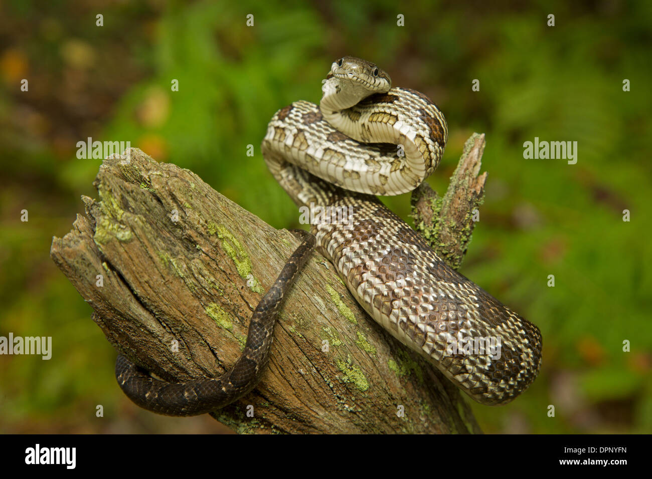 Juvenile rat snake hi-res stock photography and images - Alamy
