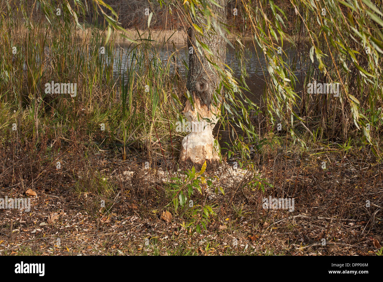 Beaver tree chew hi-res stock photography and images - Alamy
