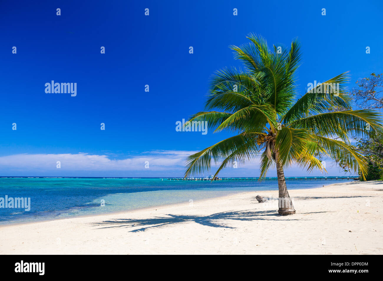 Palm tree on Roatan's Sandy Bay beach Stock Photo - Alamy