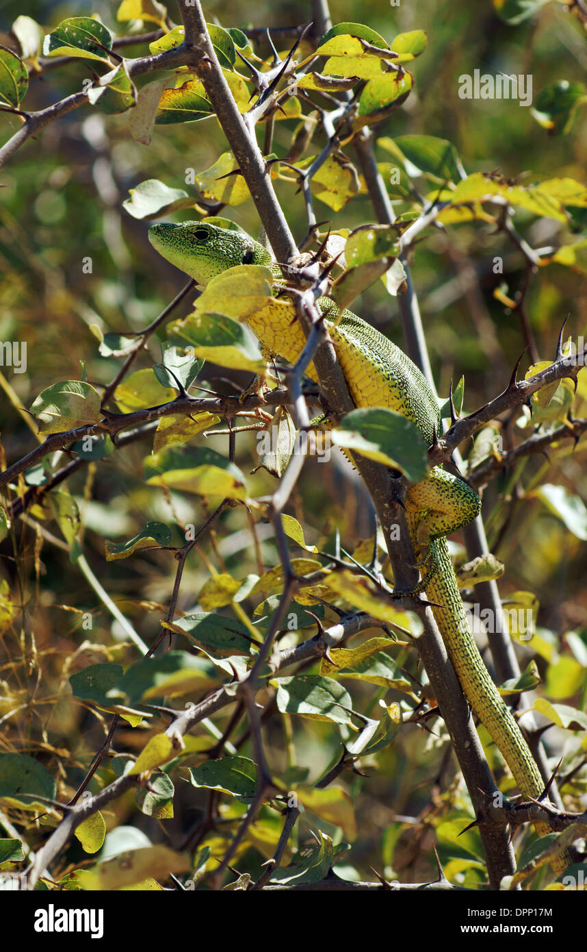Greek rock lizard hi-res stock photography and images - Alamy