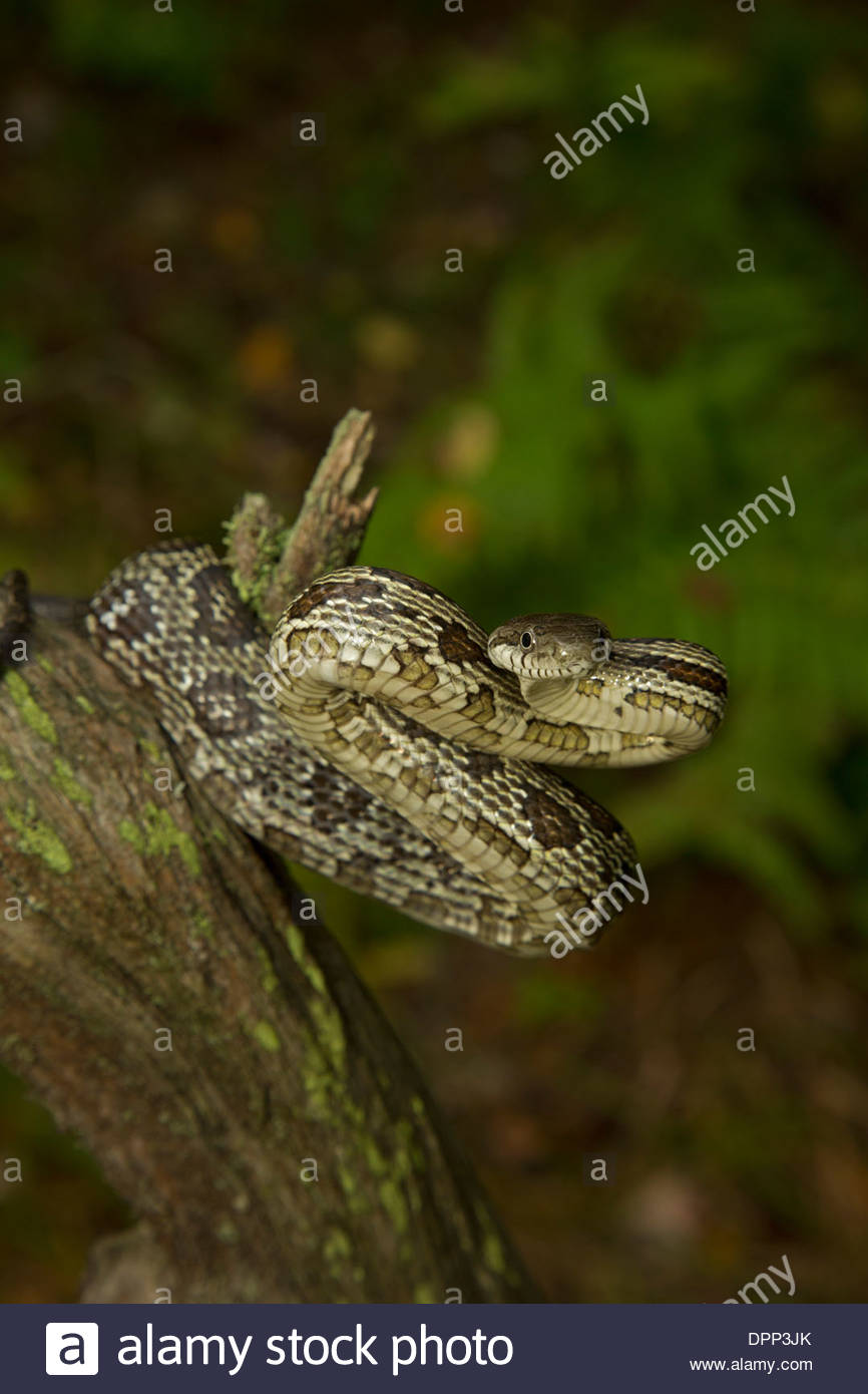 Juvenile rat snake hi-res stock photography and images - Alamy