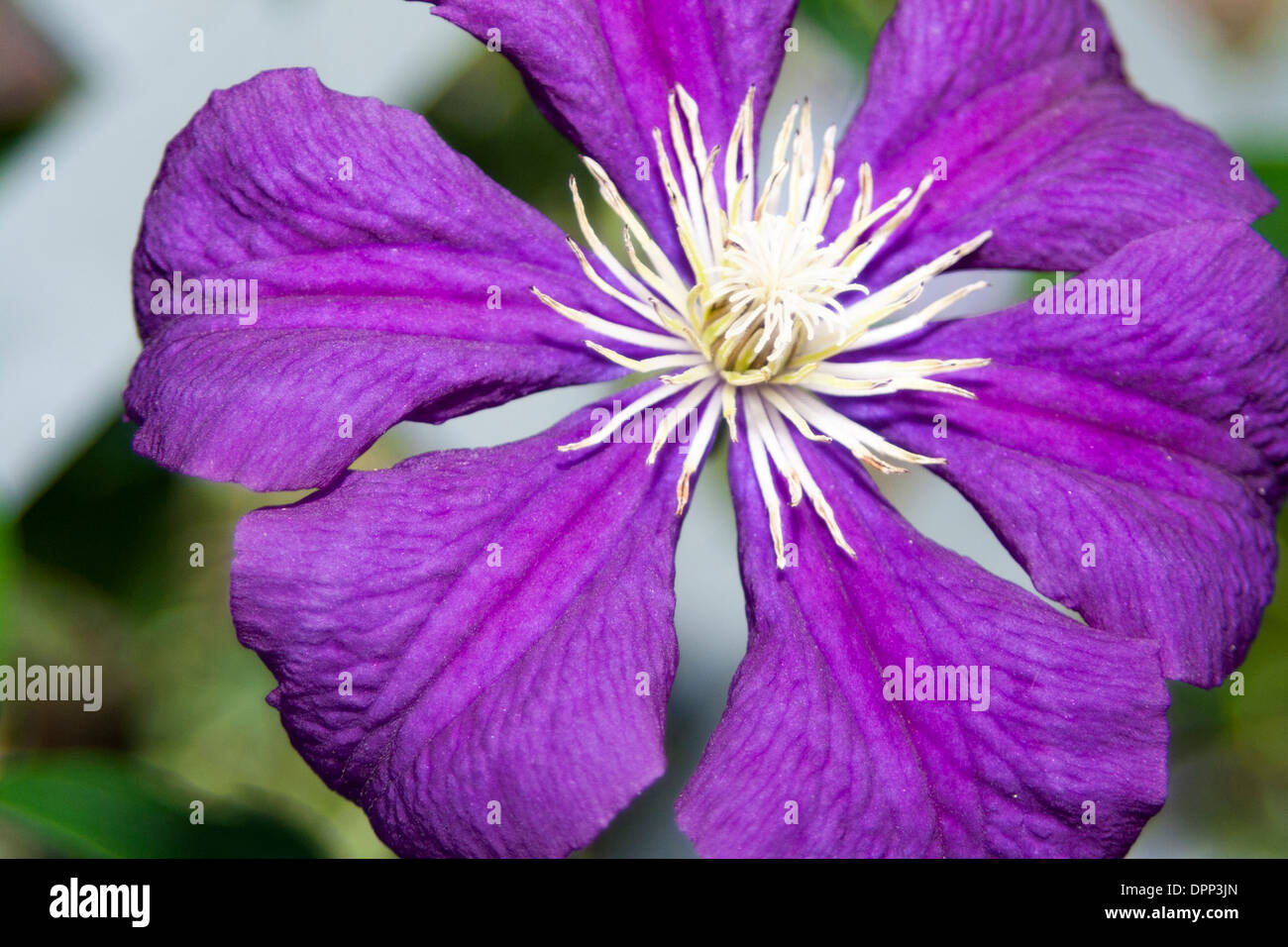 Lush clematis flowering hi-res stock photography and images - Alamy