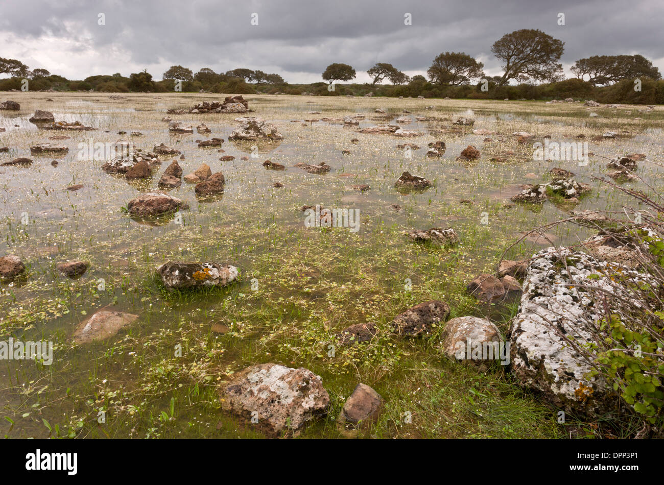 Shallow natural lake, or pauli, with water crowfoot on the basalt ...