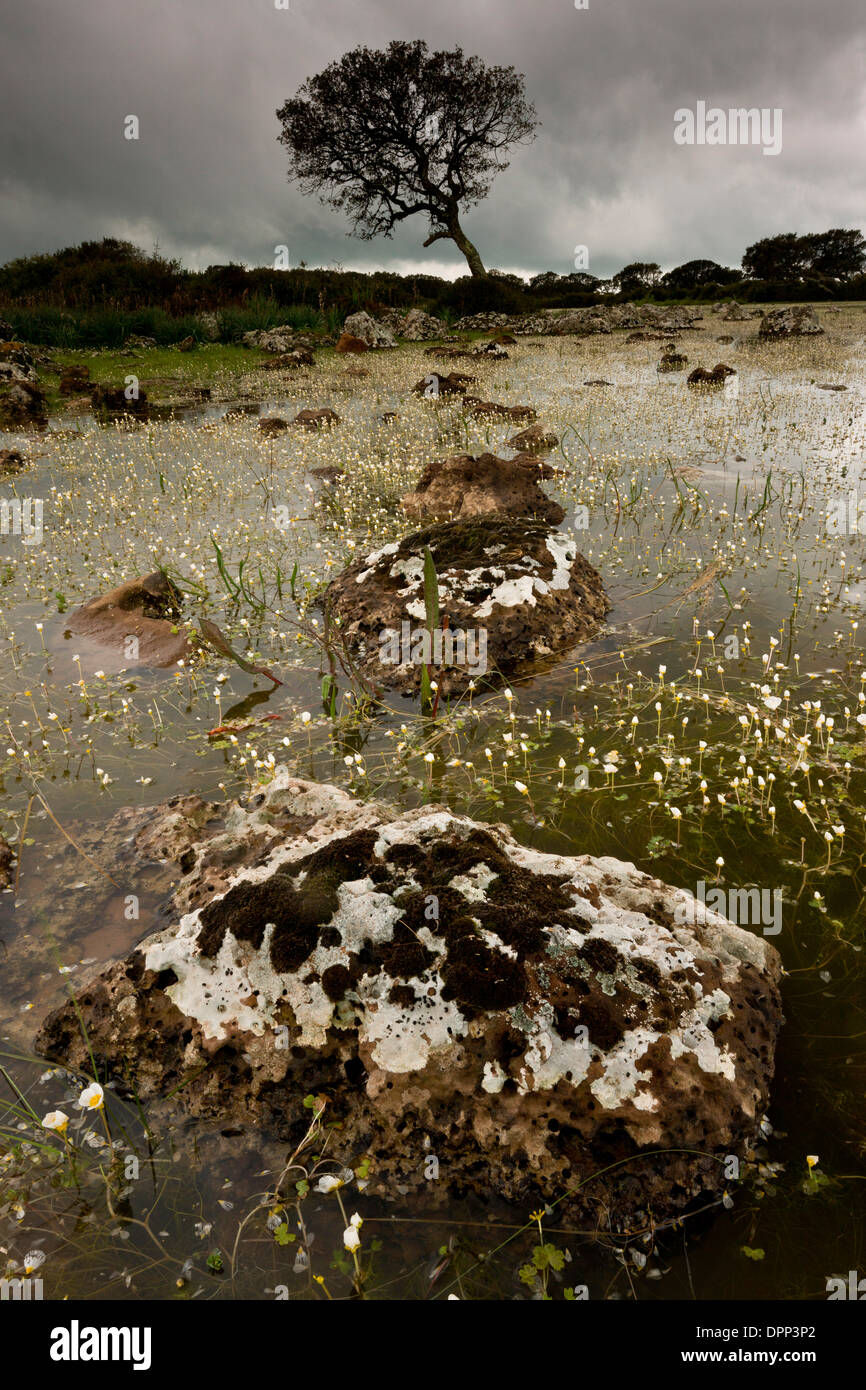 Shallow natural lake, or pauli, with water crowfoot on the basalt ...