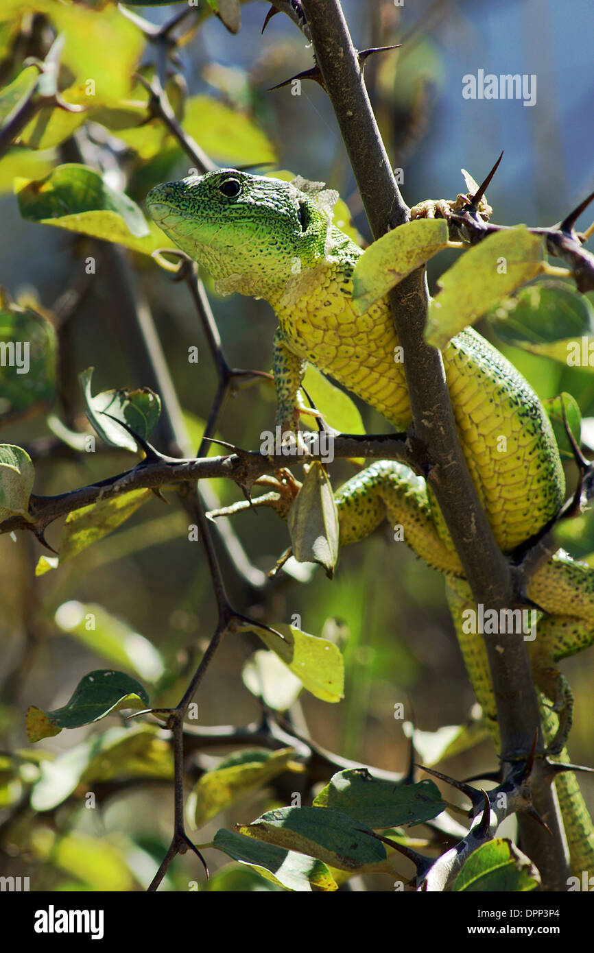 Greek lizard tree hi-res stock photography and images - Alamy