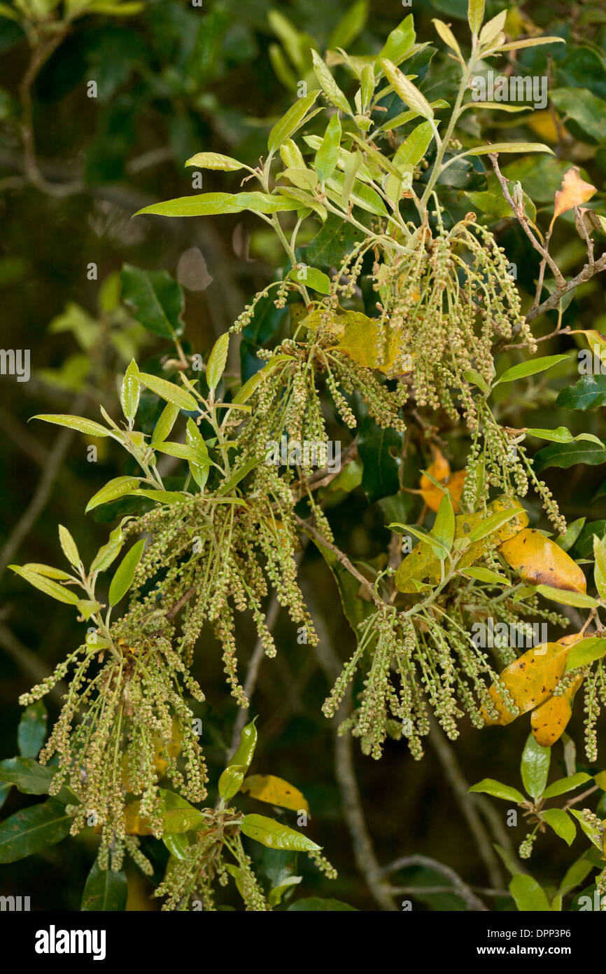 Holm Oak, Quercus ilex in flower in spring, Sardinia Stock Photo ...