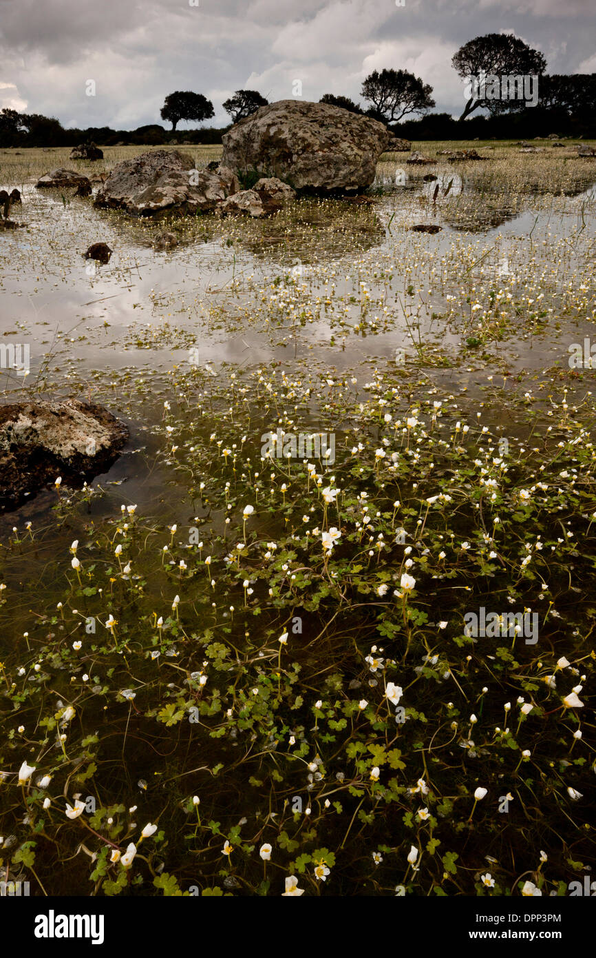 Shallow natural lake, or pauli, with water crowfoot on the basalt ...