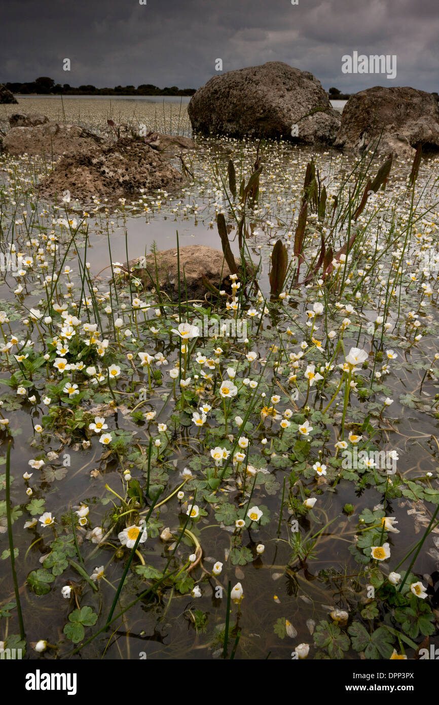 Water crowfoot hi-res stock photography and images - Alamy