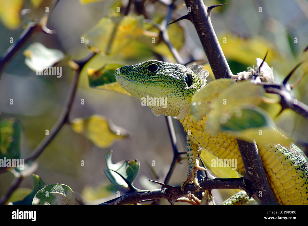 Greek rock lizard hi-res stock photography and images - Alamy