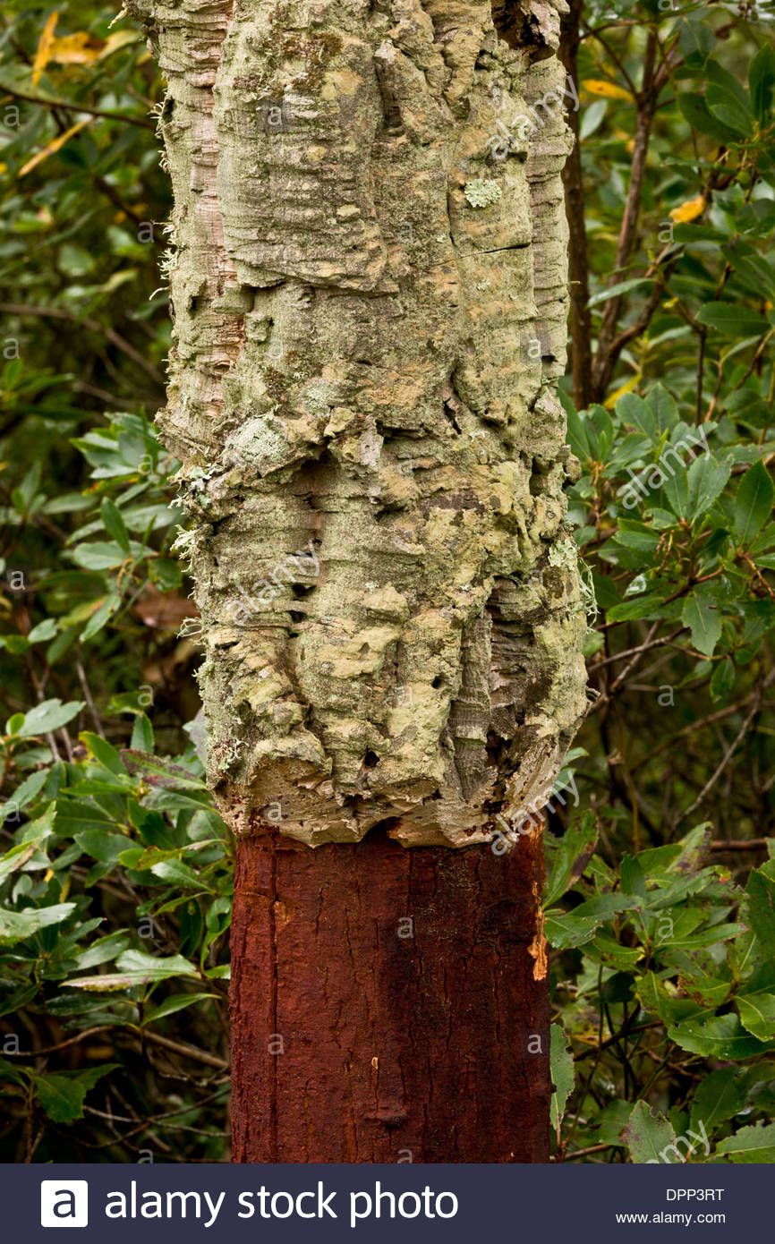 Basalt Plateau High Resolution Stock Photography and Images - Alamy