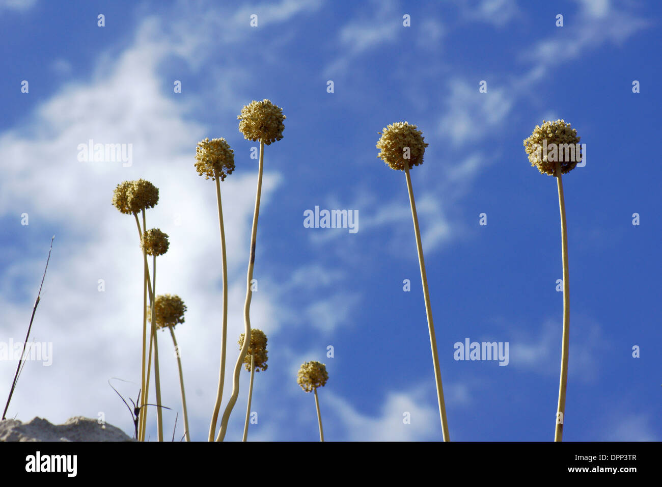 Spherical plant hi-res stock photography and images - Alamy