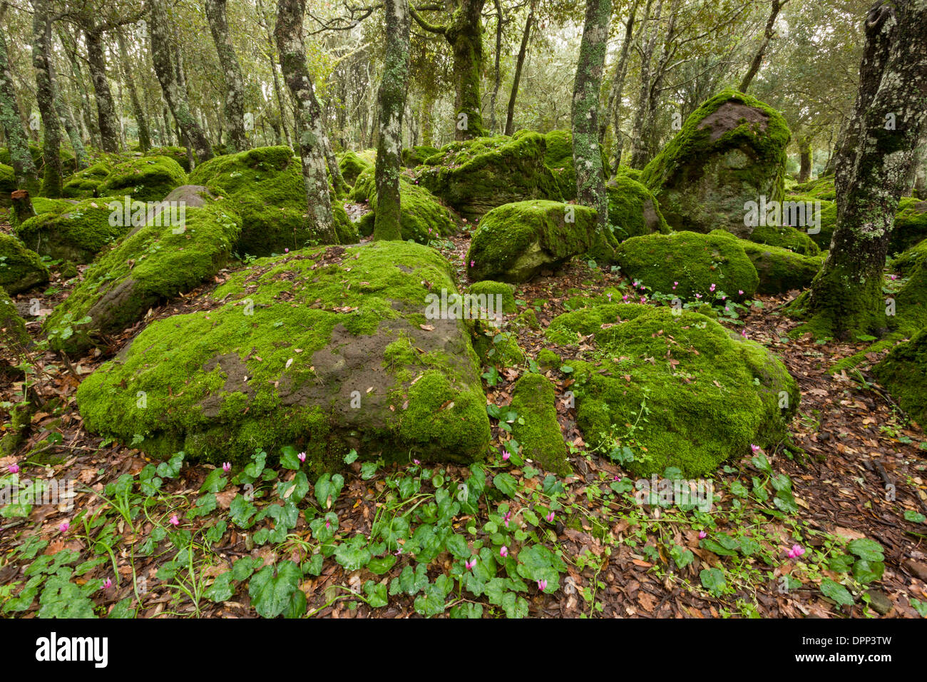 Rocky open woodland with Cyclamen repandum on the basalt plateau of ...