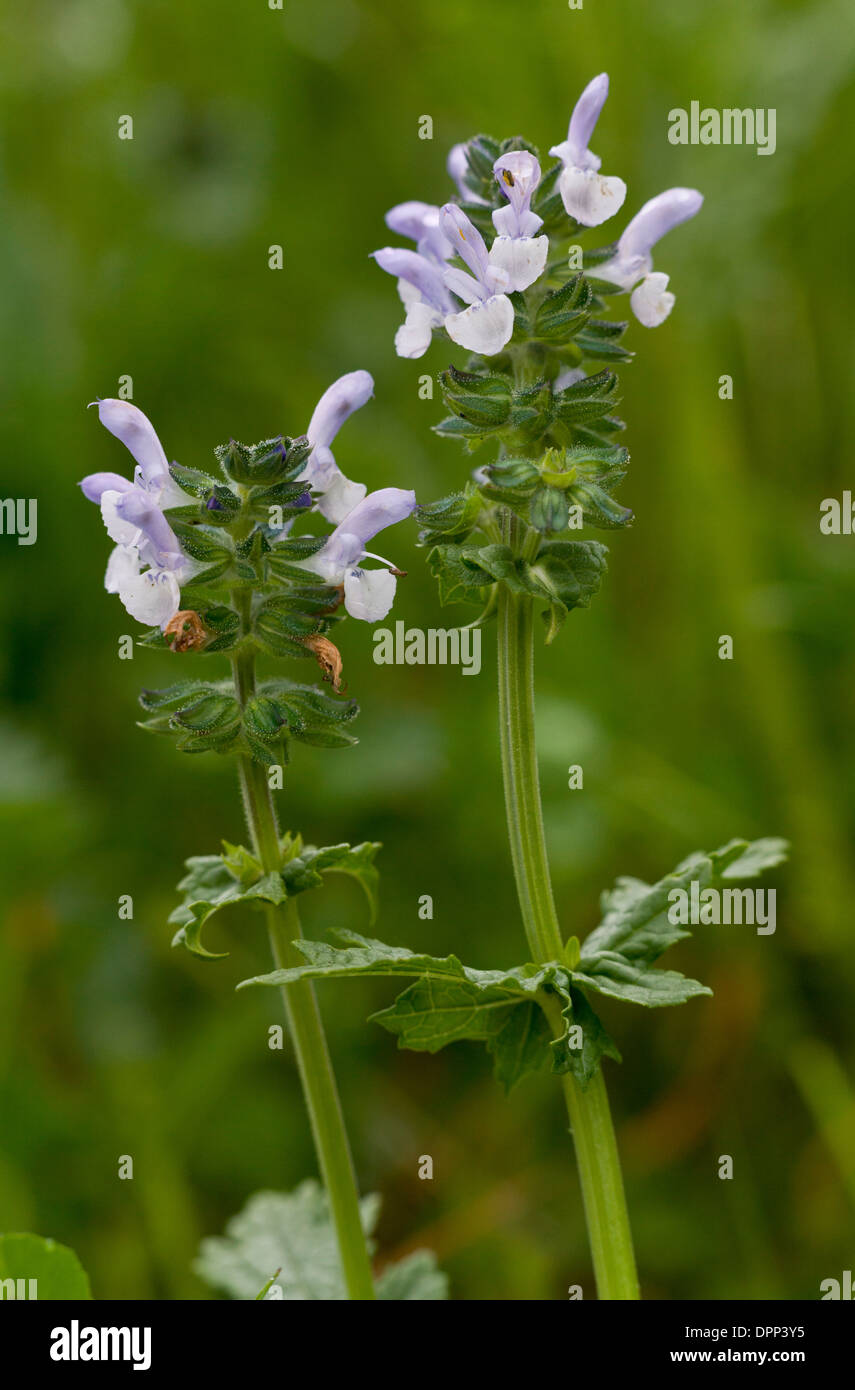 Wild Clary, Salvia verbenaca, Salvia horminoides Stock Photo - Alamy