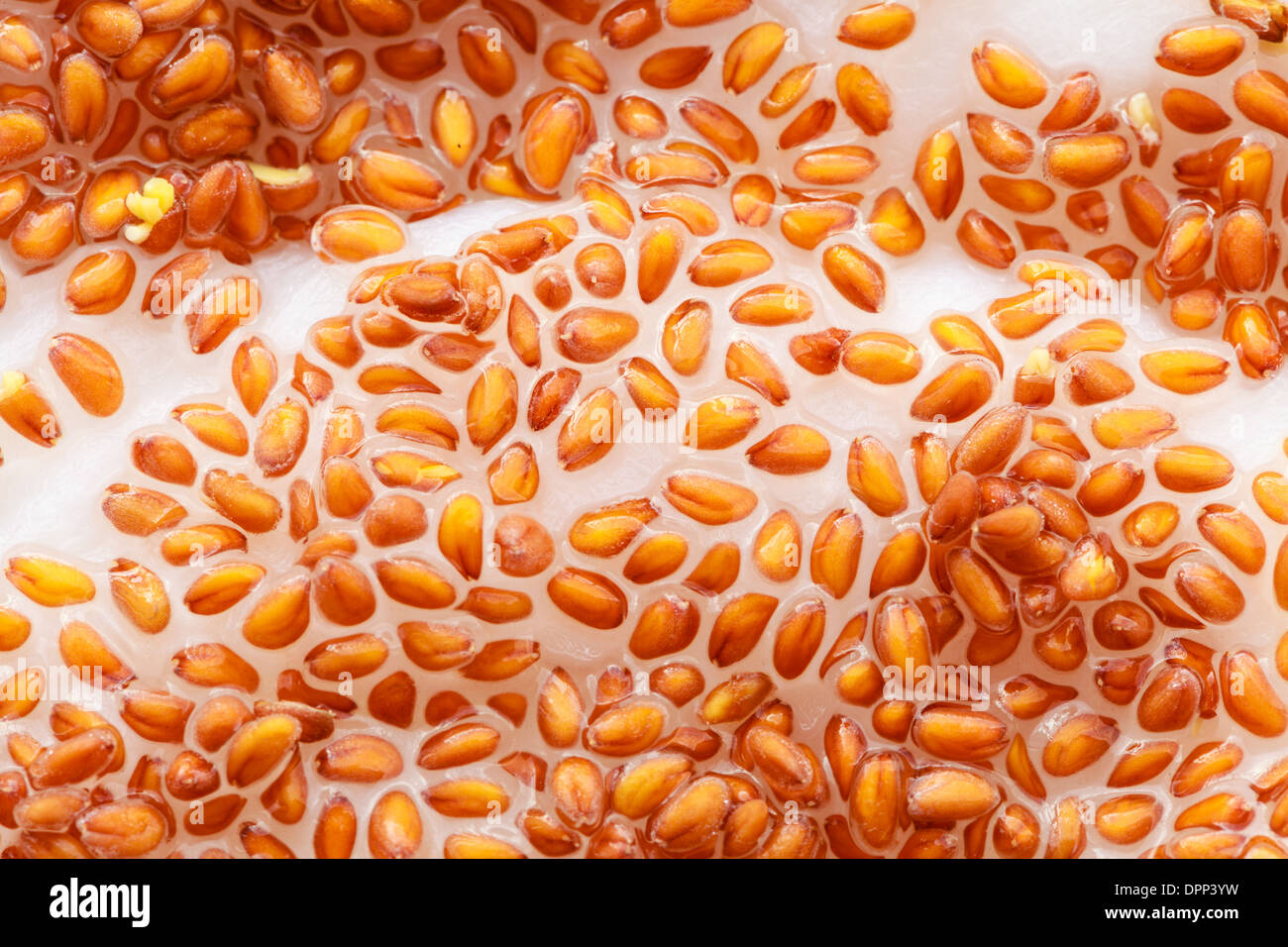 Nature. Closeup of cress seeds planted to grow on wet cotton as ...