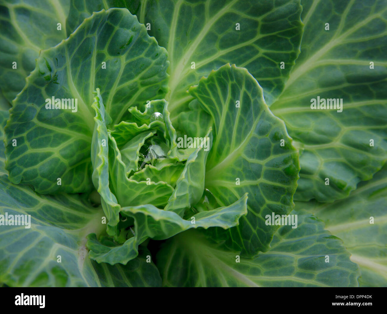 Yard cabbage leaf hi-res stock photography and images - Alamy