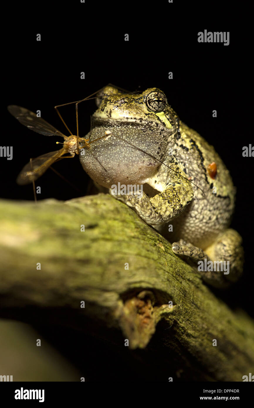 gray treefrog (Hyla versicolor) small arboreal frog native to much of ...