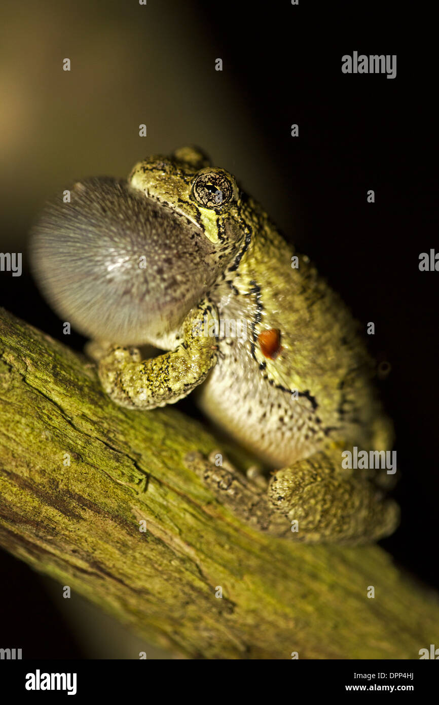 gray treefrog (Hyla versicolor) small arboreal frog native to much of ...