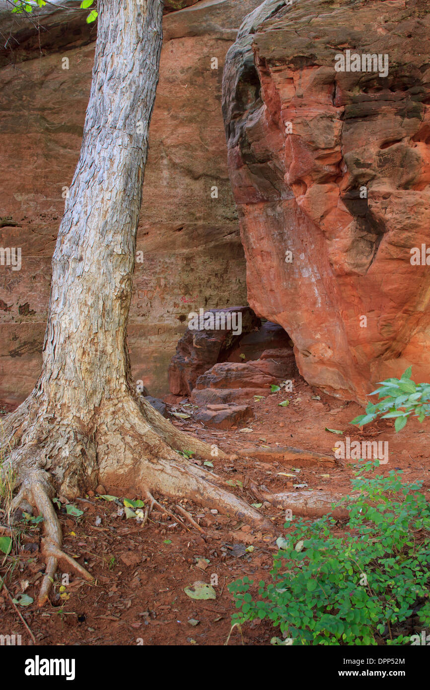 Trees growing in the rocks on the canyon walls at Oklahoma's Red Rock ...