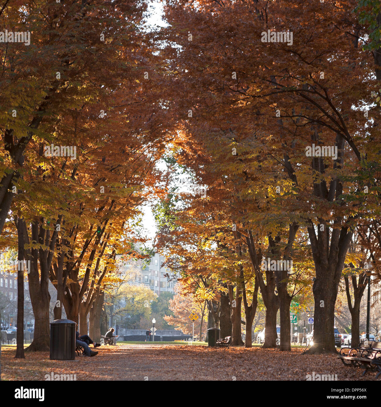 Trees on Commonwealth Avenue Mall in Boston are highlighted by the ...
