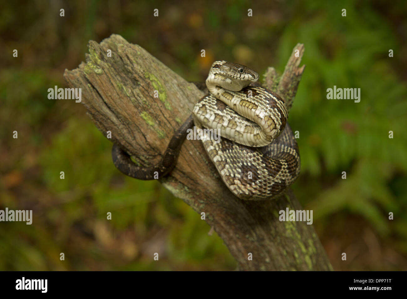 Juvenile rat snake hi-res stock photography and images - Alamy