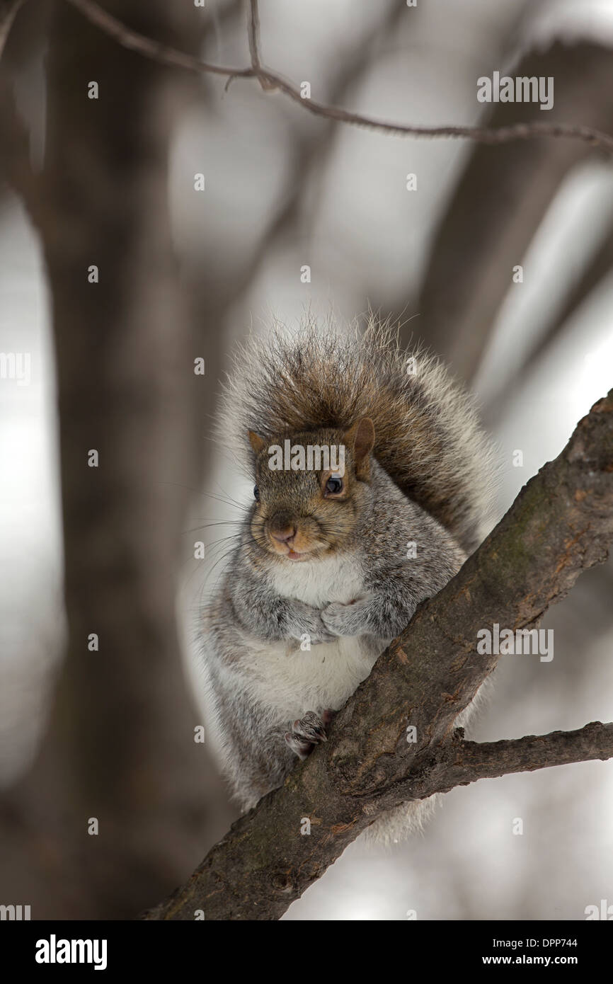 Eastern Gray squirrel, Sciurus carolinensis, New York Stock Photo - Alamy