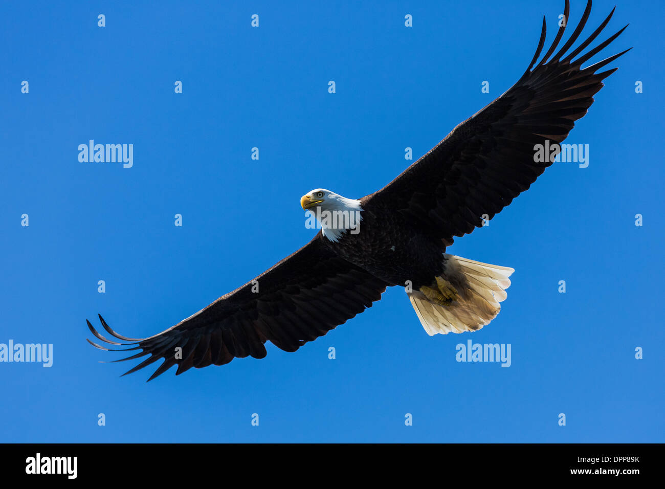 Eagle flying, Alaska Stock Photo - Alamy