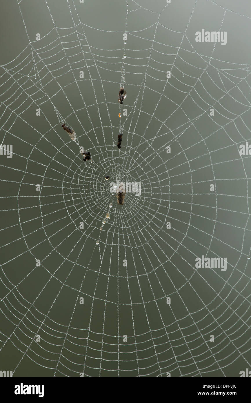 Pennsylvania spider hi-res stock photography and images - Alamy