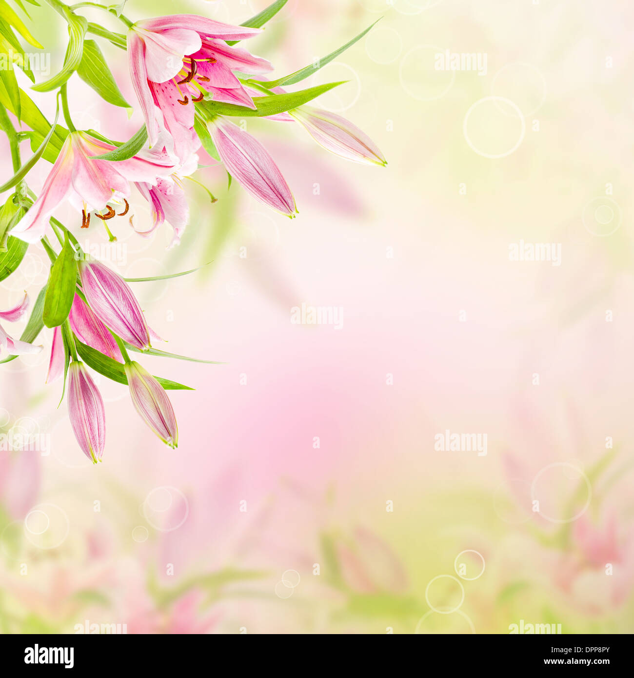 Pink lilies background Stock Photo - Alamy