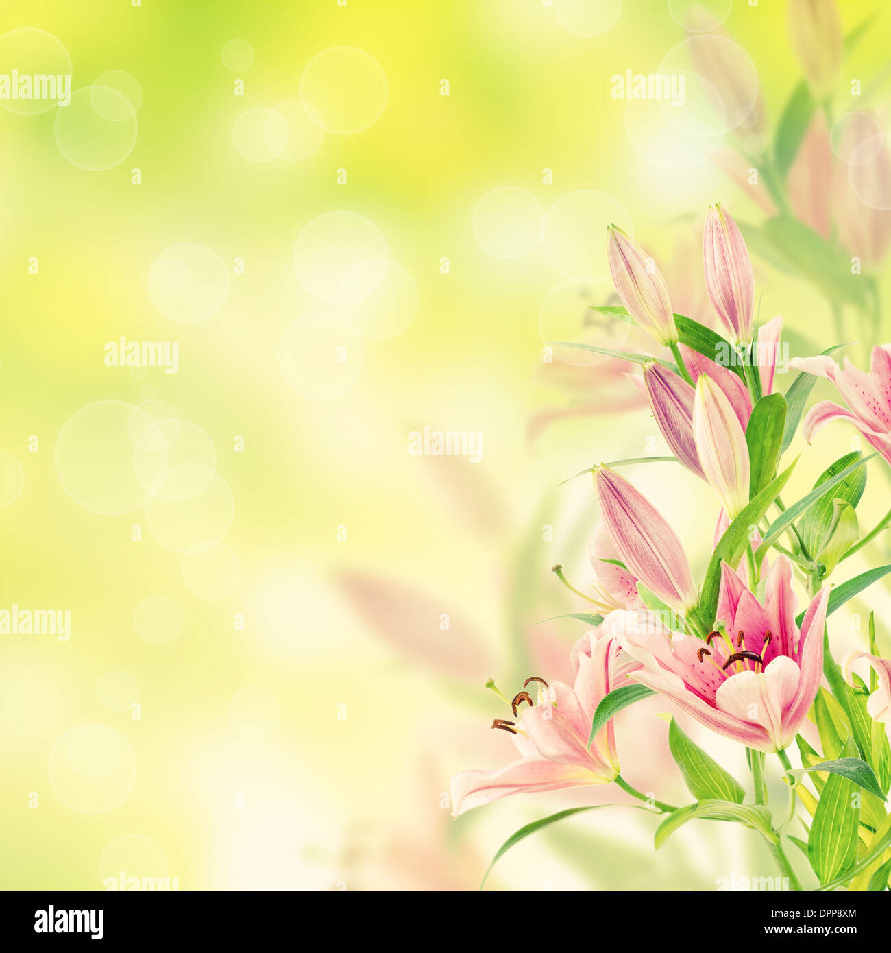 Pink lilies background Stock Photo - Alamy
