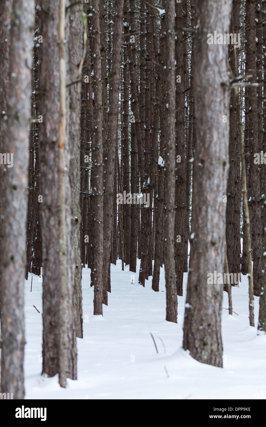 Pine tree forest hi-res stock photography and images - Alamy