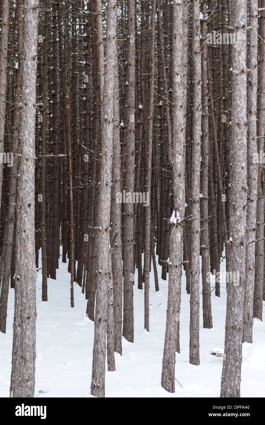 Pine tree forest hi-res stock photography and images - Alamy