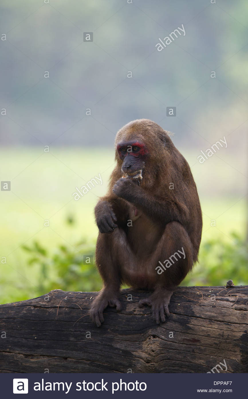 Short Bodies High Resolution Stock Photography and Images - Alamy