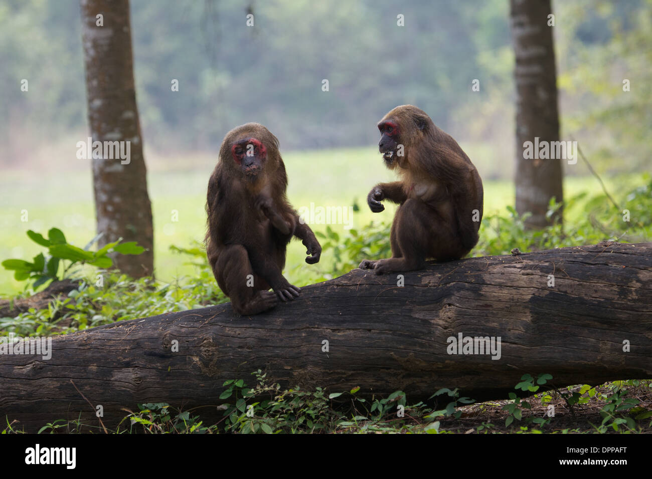 Stump-tailed macaques (Macaca arctoides Stock Photo - Alamy