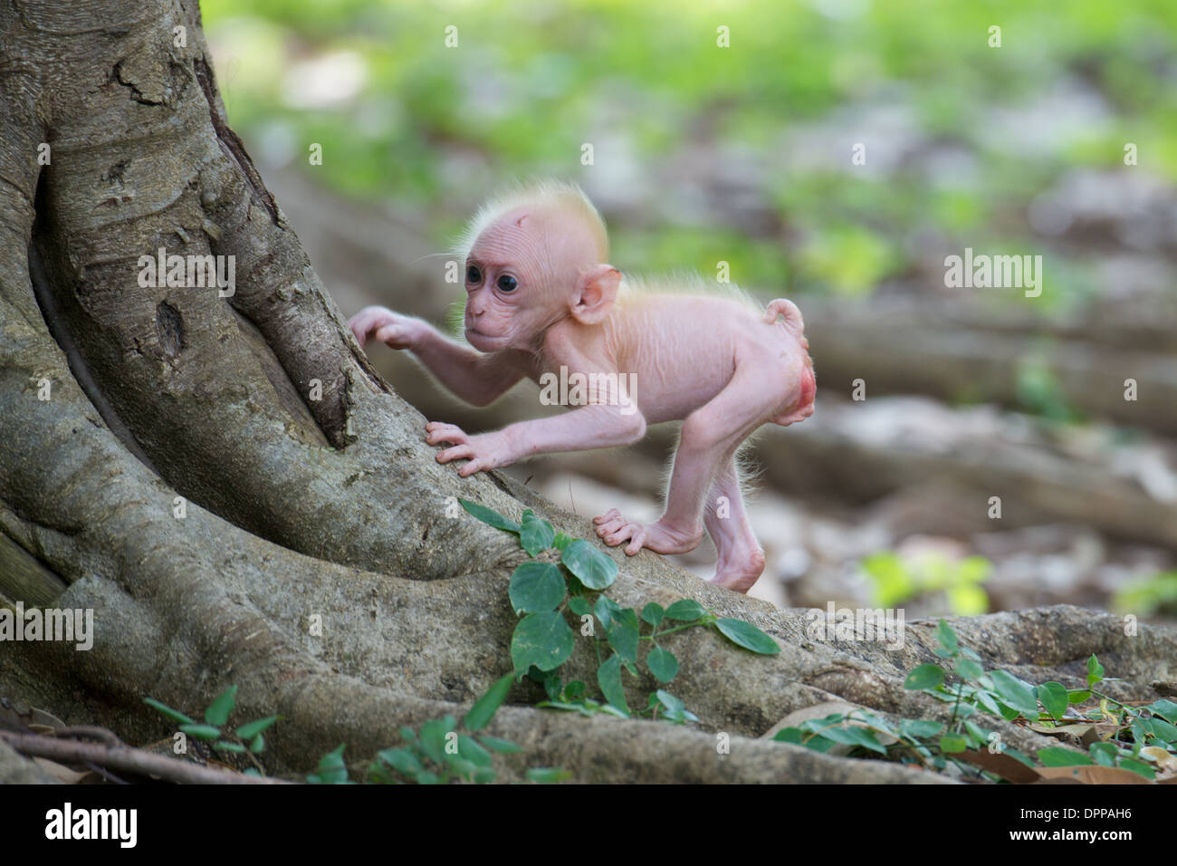 Stump tailed macaque hi-res stock photography and images - Alamy