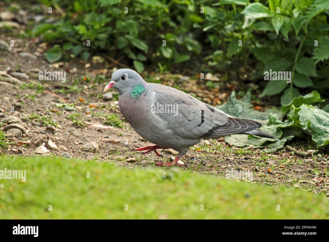 Stock Dove (Columba oenas Stock Photo - Alamy